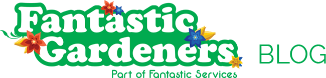 How to Prune a Mandarin Tree | Fantastic Gardeners Australia