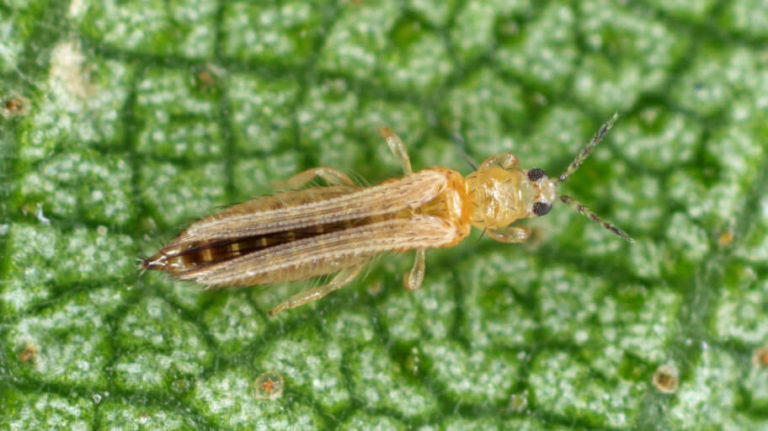 29 Common Garden Pests in Australia | Removal Tips | Fantastic Gardeners