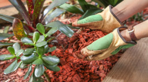 Different Types of Mulch and the Best Ones for Your Garden
