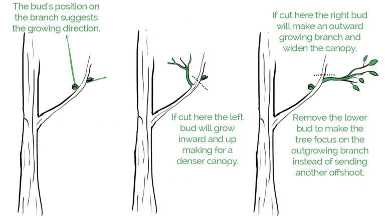 Niwaki - Guide for Beginners | Fantastic Gardeners Melbourne