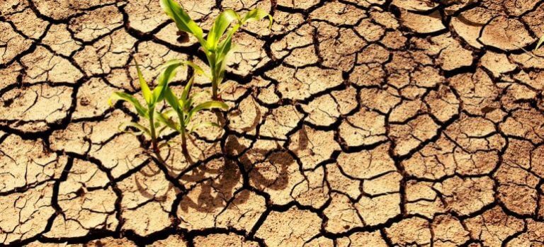 What Is Dryland Farming and How To Do It | Fantastic Gardeners