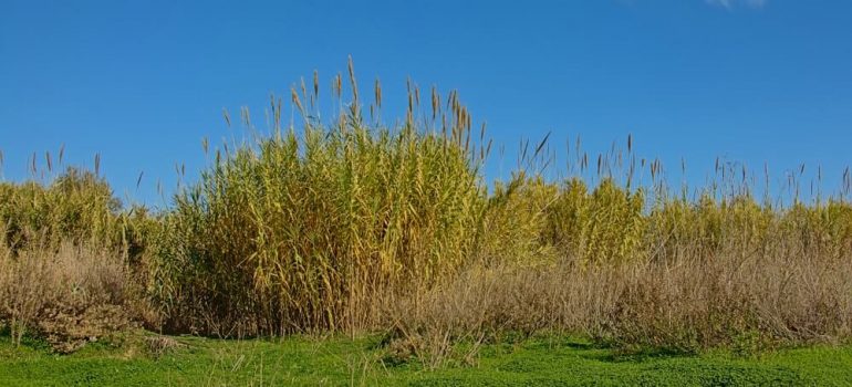 6 Plants Invading Australia | Fantastic Gardeners List
