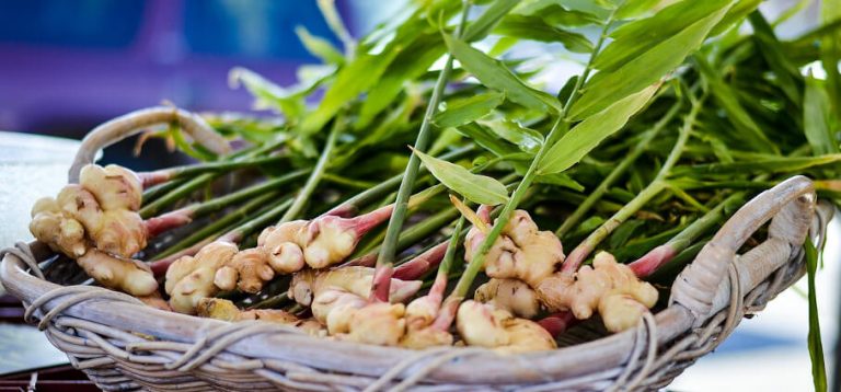 How to Grow and Care for Ginger - Gardening Guide