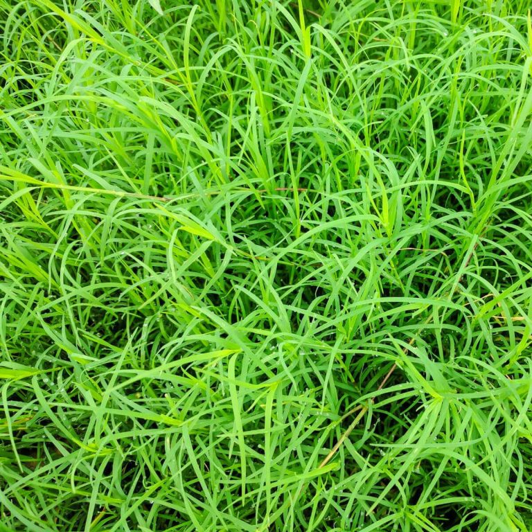 Australian Grass Types: Identify & Choose The Right One | Guide by ...