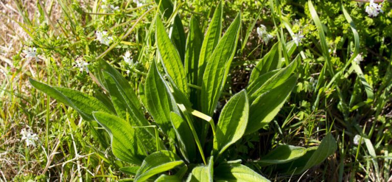 13 Common Lawn Weeds in Australia | Identification & Removal Tips
