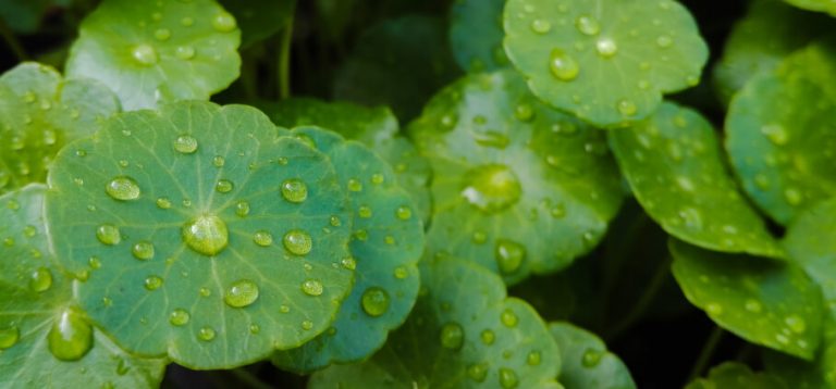 13 Common Lawn Weeds in Australia | Identification & Removal Tips