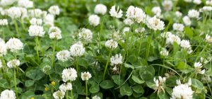 13 Common Lawn Weeds in Australia | Identification & Removal Tips