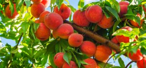 How to Prune a Peach Tree Step by Step | Fantastic Gardeners Australia