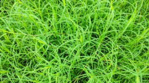 Couch Grass: Characteristics, Types & Maintenance | Fantastic Gardeners